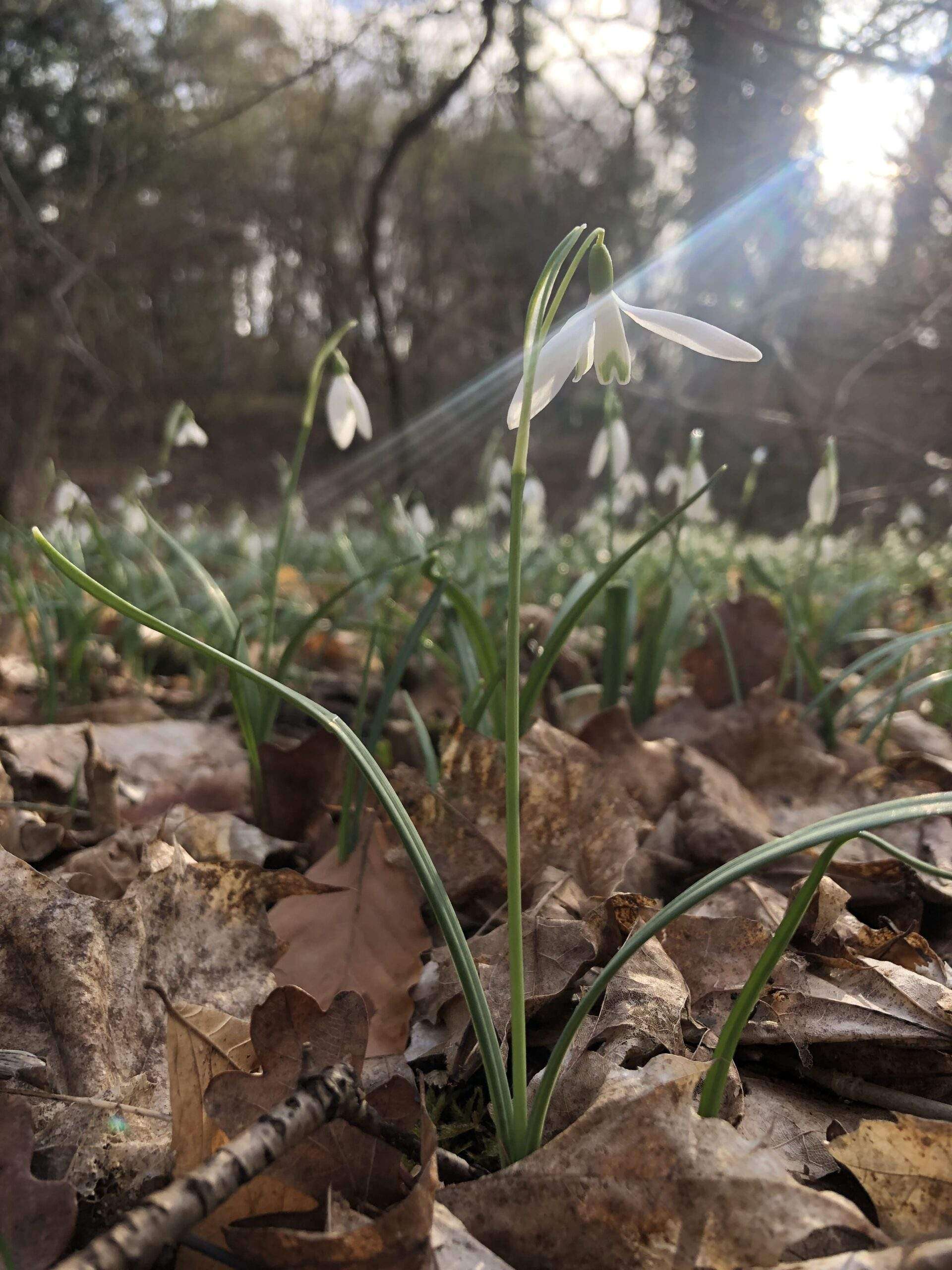 Wilde Botanicals #4 - Das Schneeglöcken | gunhildrudolph.com