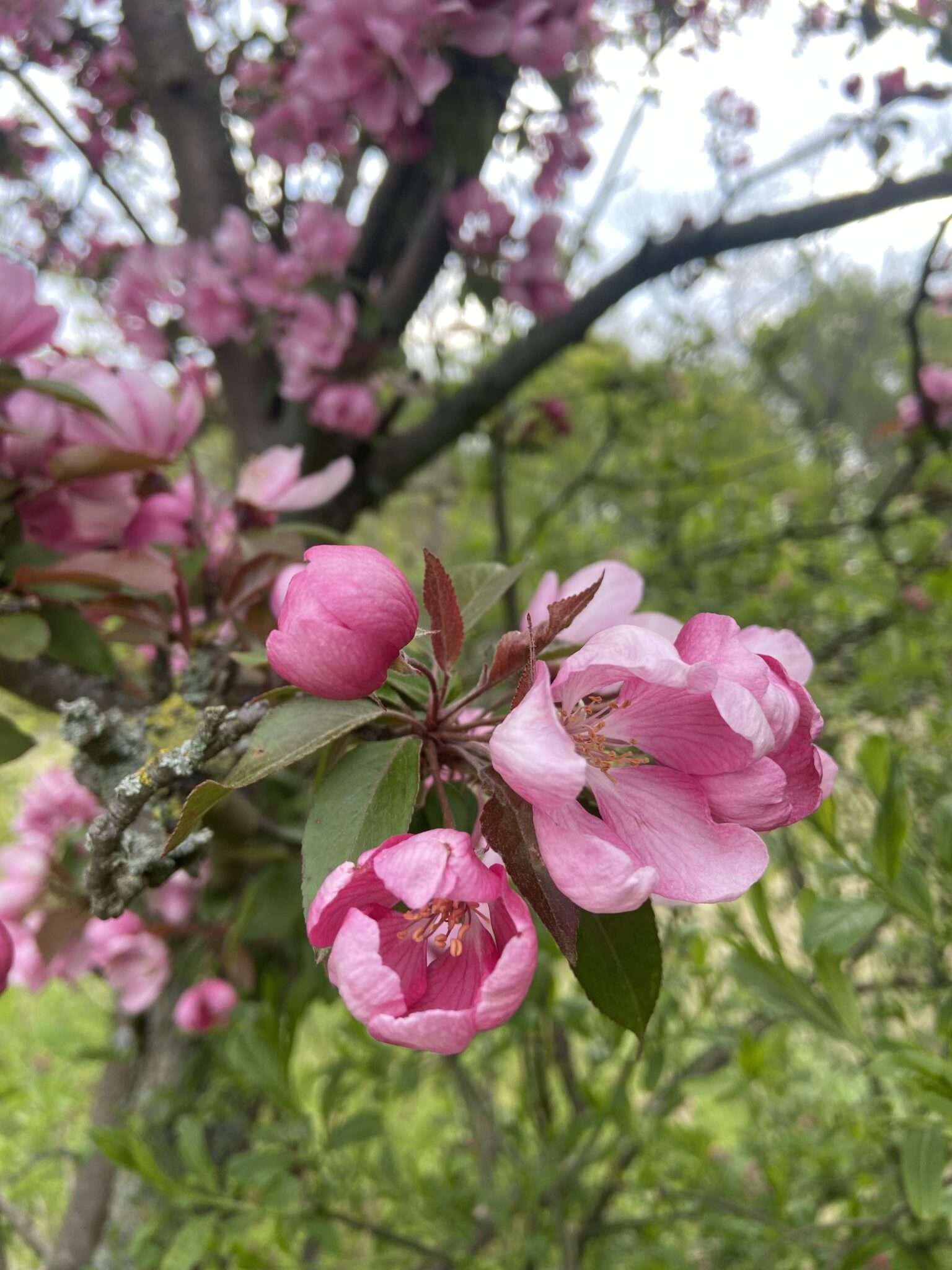 Gehölze als Orientierung im Garten Archive | gunhildrudolph.com